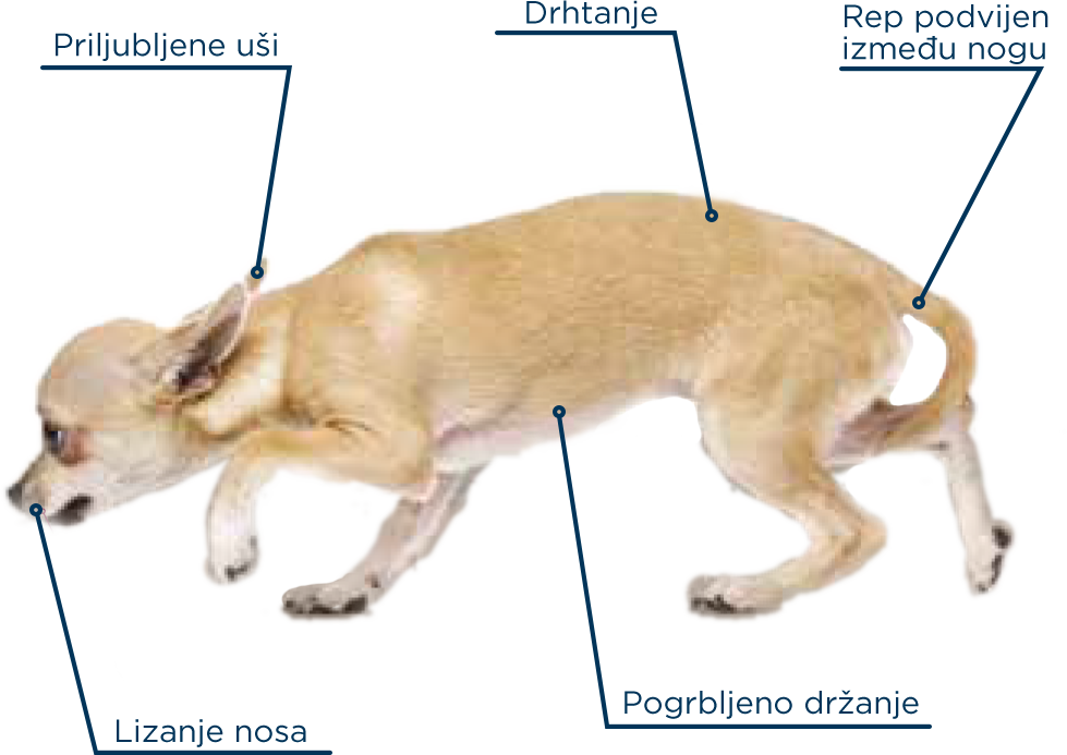 Kako riješiti probavne probleme u pasa?