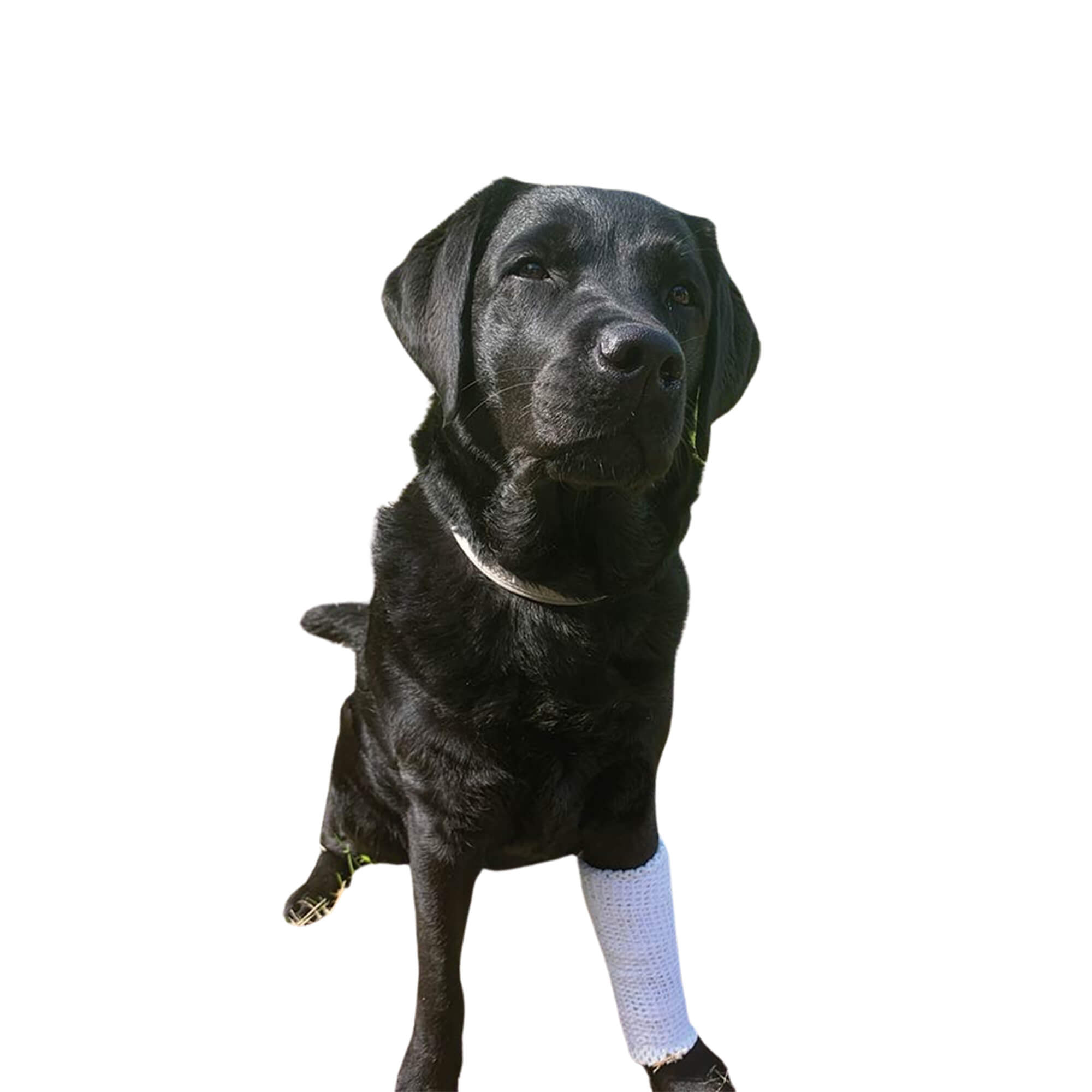 Fioniavet Cast Vet-Lite, 10x180cm, Bijeli